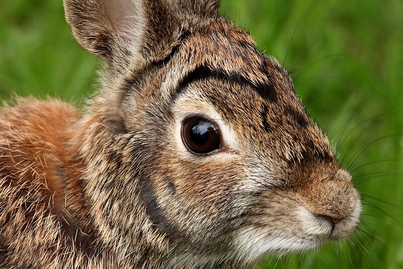 "Eastern Cottontail Portrait" by Debbie Oppermann | Redbubble