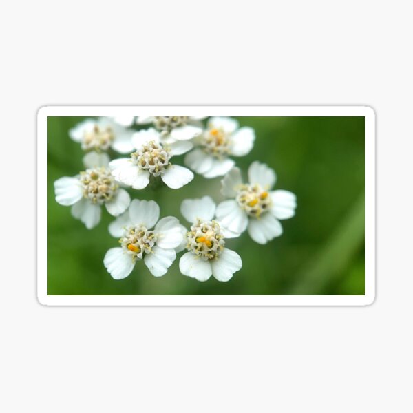 "Achillea" Sticker for Sale by Beardeaux | Redbubble