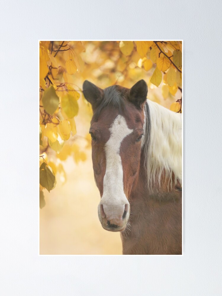 "Bay Pinto under Fall Tree" Poster for Sale by fineart2017 | Redbubble