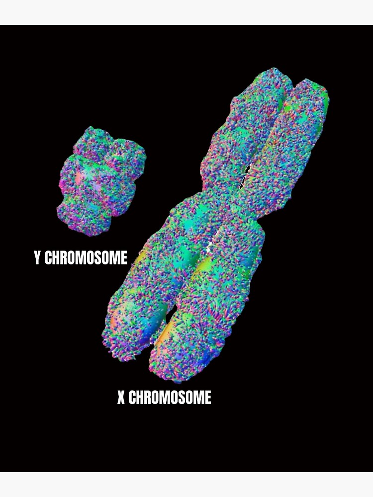 Xy Chromosome Sex Determination System Y Chromosome Png Poster For