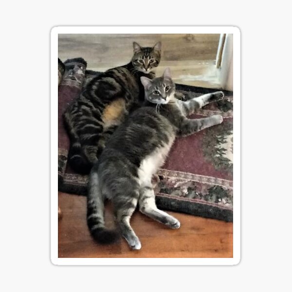 "Tiger and Tony Laying Down" Sticker for Sale by SmilinThrough | Redbubble