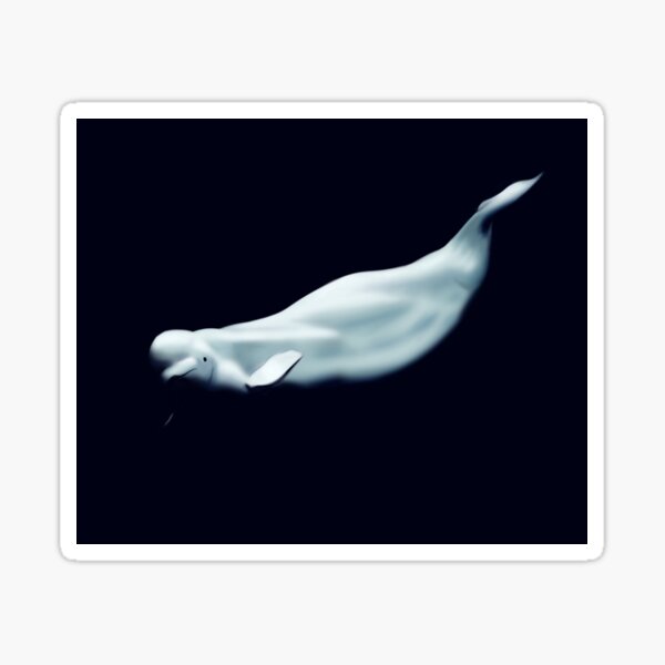 "Beluga" Sticker for Sale by Leillun | Redbubble