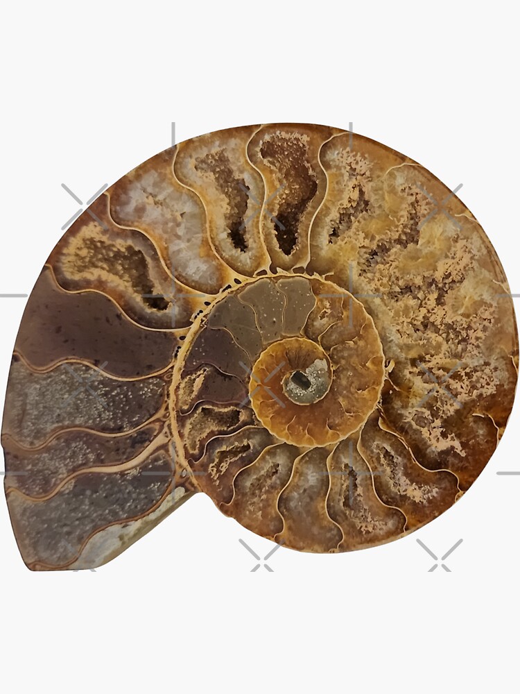 "Beautiful, Mineralized Ammonoid Cephalopod Ammonite" Sticker for Sale ...