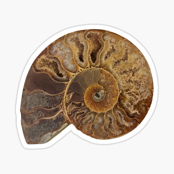 "Beautiful, Mineralized Ammonoid Cephalopod Ammonite" Sticker for Sale ...