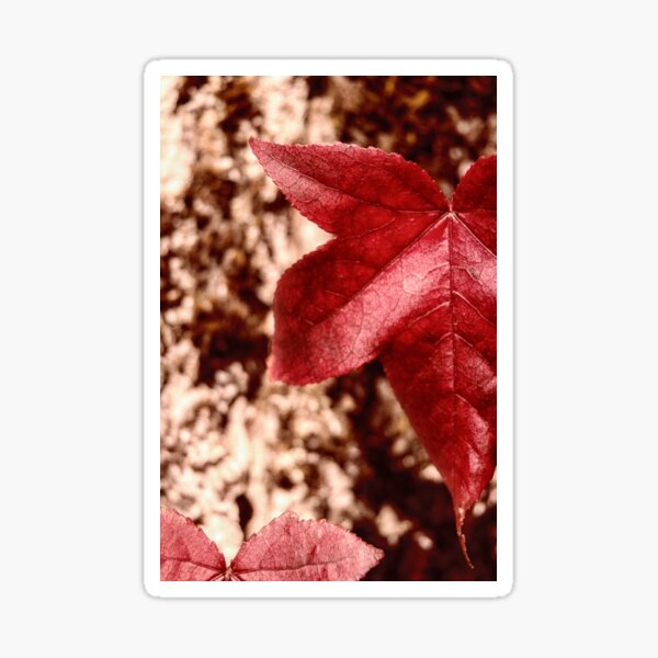 "Fall Favorite I love fall colors " Sticker by MarniePatchett | Redbubble