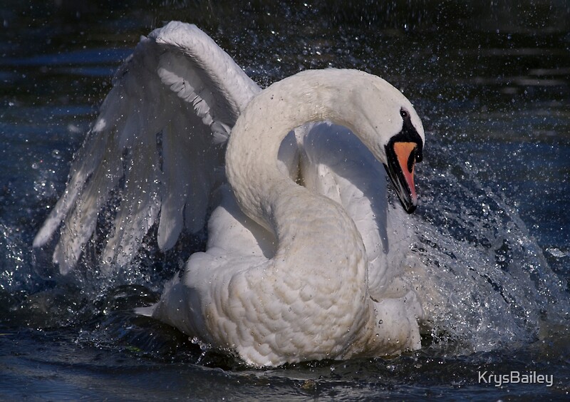 "Swan Dance" by Krys Bailey | Redbubble