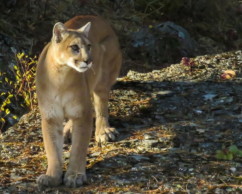 "Callie the Mt Lion" by Linda Sparks | Redbubble