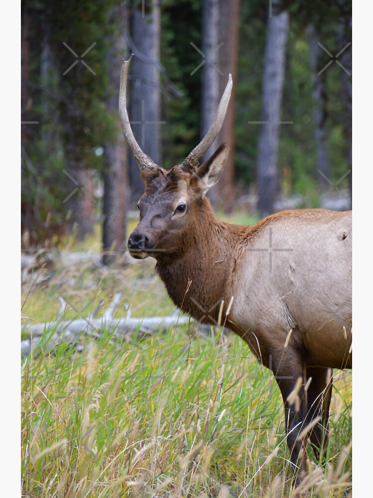 "young elk" Sticker for Sale by okomedesign | Redbubble