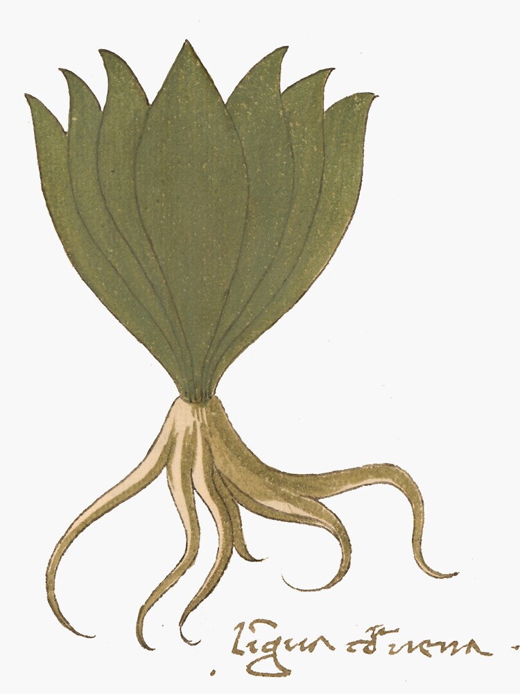 "A cute medieval plant with weird white tentacle roots" Sticker for ...