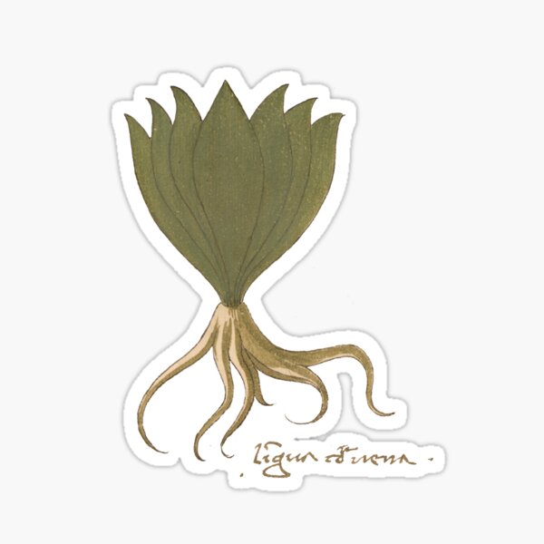 "A cute medieval plant with weird white tentacle roots" Sticker for ...