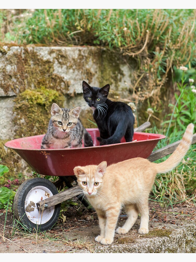 "Kittens in a Wheelbarrow" Sticker for Sale by leftspin | Redbubble