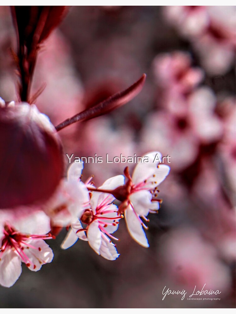 Pegatina «CEREZOS EN FLOR DE YANNIS LOBAINA» de lobaina1979 | Redbubble