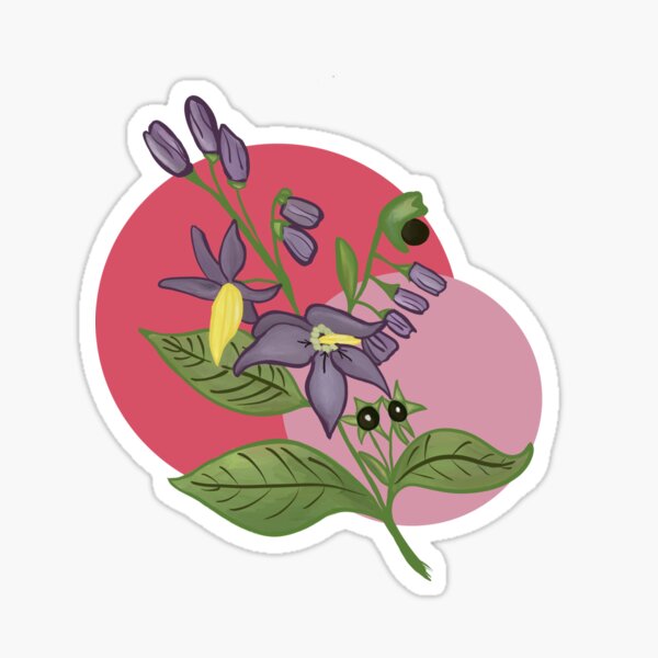 "Deadly Nightshade Atropa Belladonna Flowers and Berries" Sticker for Sale by silverskyjanet ...