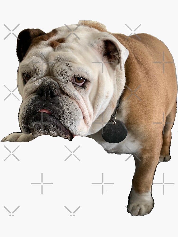 "Three legged bulldog" Sticker for Sale by Darinpound | Redbubble