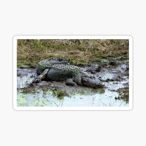"Alligator South Carolina Swamp" Sticker for Sale by dgsoregon | Redbubble