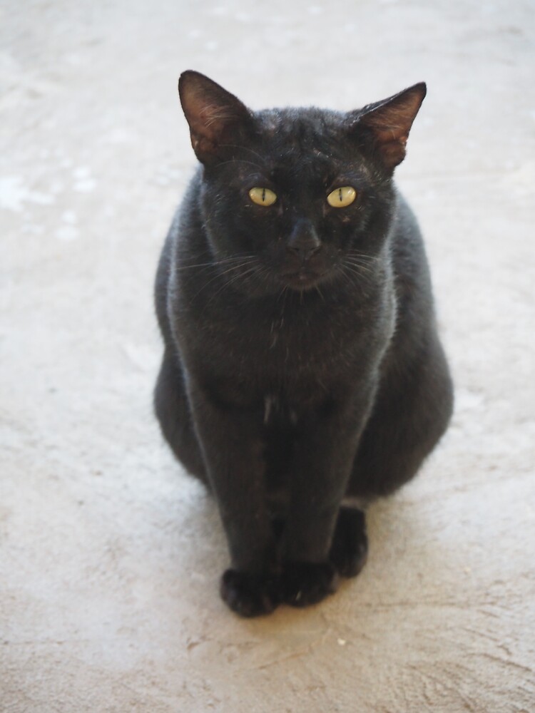 "Luckly old black cat" Sticker for Sale by RedbbKay | Redbubble