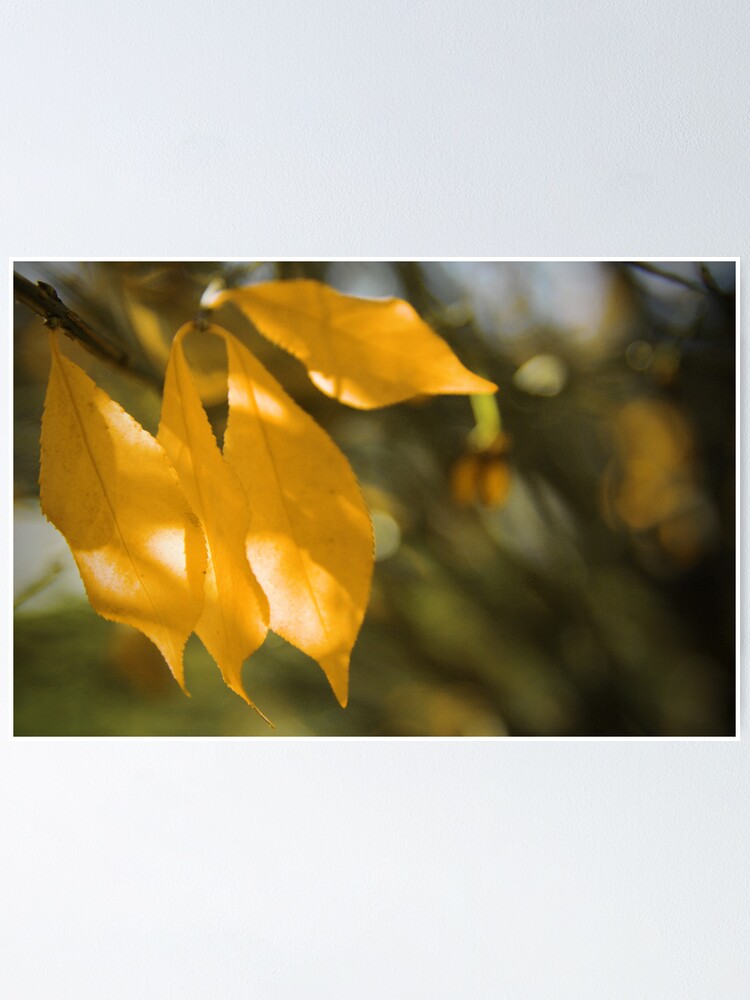 "King Midas' Touch" Poster by TheEyesHaveIt | Redbubble