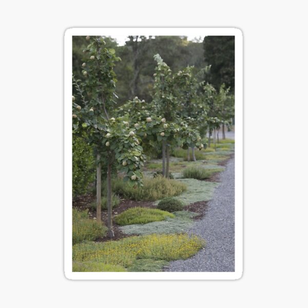 "Quince Tree " Sticker for Sale by PlusMinusCod | Redbubble