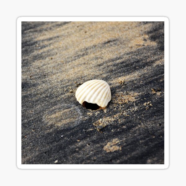 "White seashell on a black sandy beach" Sticker for Sale by mark-taylor ...