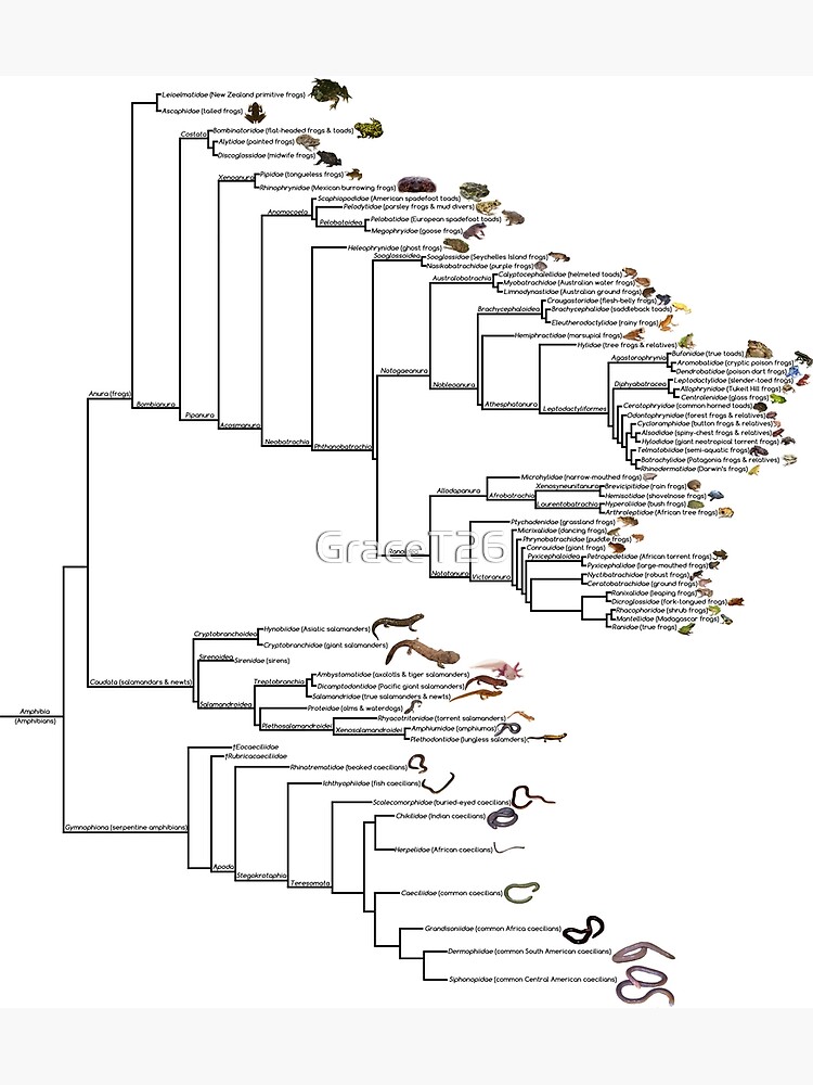 Amphibian Cladogram Premium Matte Vertical Poster