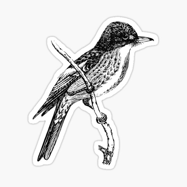 "Flycatcher" Sticker for Sale by Sarah-Leonard | Redbubble