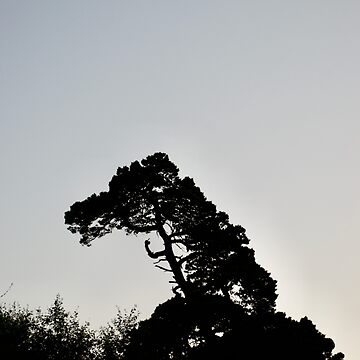 "Big Silhouette Pine Tree Sticking Up Its Middle Finger" Poster for ...