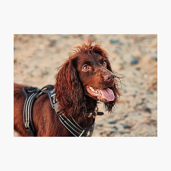 Working Cocker Spaniel Photographic Prints | Redbubble