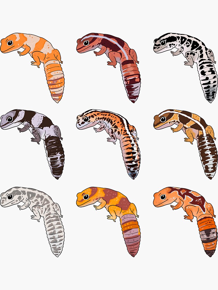 "Fat Tail Gecko All Morph | Gecko Cute | Leopard gecko" Sticker for ...