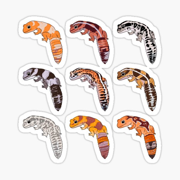 "Fat Tail Gecko All Morph | Gecko Cute | Leopard gecko" Sticker for ...