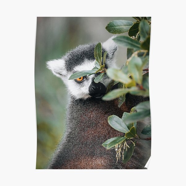 "Lemur" Poster for Sale by photobytableau | Redbubble