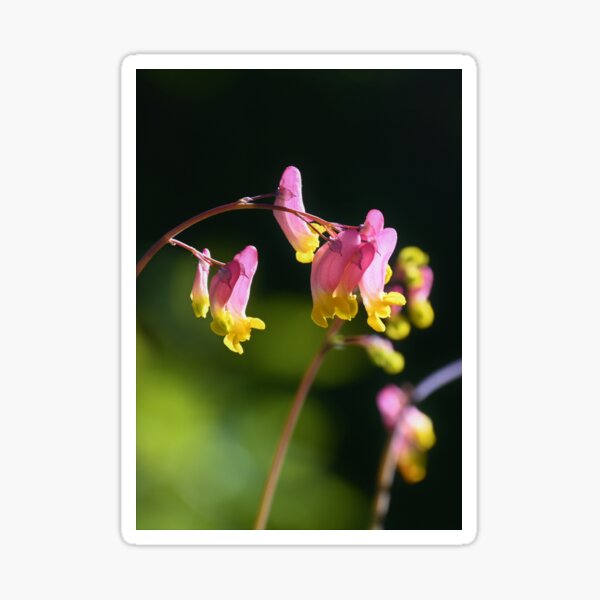 "Pink and Pretty" Sticker for Sale by KBarrett-ForAwe | Redbubble