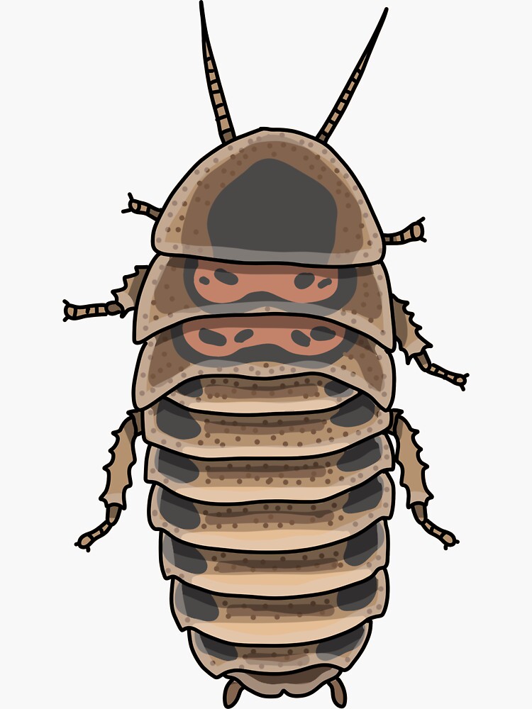 "Dubia Cockroach (Blaptica dubia)" Sticker for Sale by Artbychb | Redbubble
