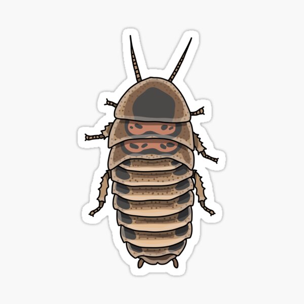 "Dubia Cockroach (Blaptica dubia)" Sticker for Sale by Artbychb | Redbubble