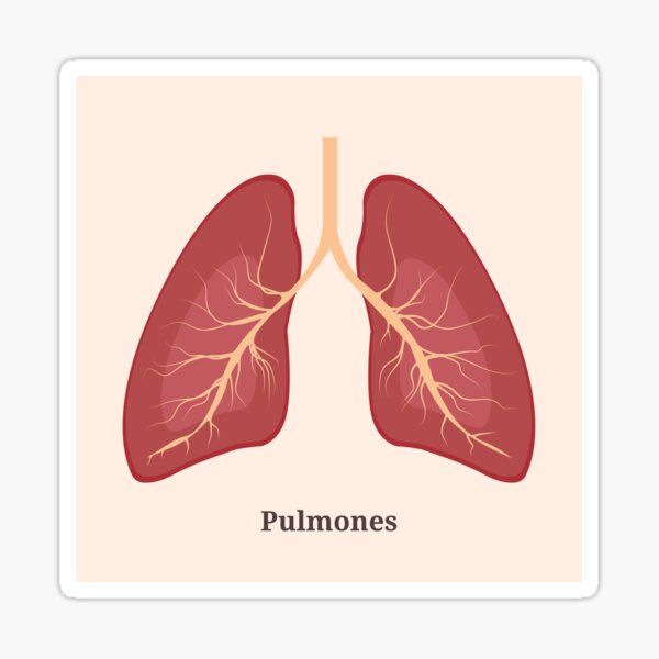 "flat illustration with human lungs and Pulmones text" Sticker for Sale ...