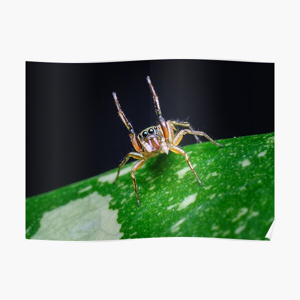 Póster «¡Un precioso saltador metálico (Siler semiglaucus) levantando ...