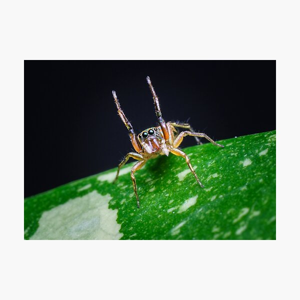 Lámina fotográfica «¡Un precioso saltador metálico (Siler semiglaucus ...