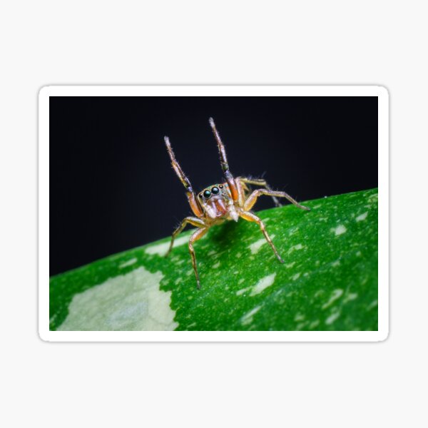 "A gorgeous metallic jumper (Siler semiglaucus) raising its arms from a ...