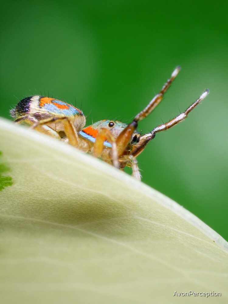 "A side view of the gorgeous metallic jumper (Siler semiglaucus) from a ...