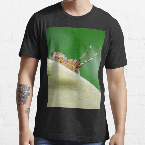 "A side view of the gorgeous metallic jumper (Siler semiglaucus) from a ...