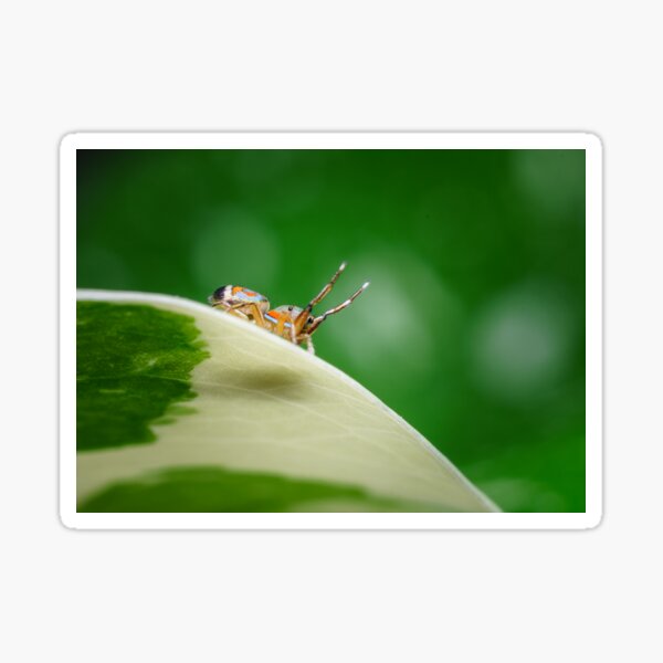 "A side view of the gorgeous metallic jumper (Siler semiglaucus) from a ...