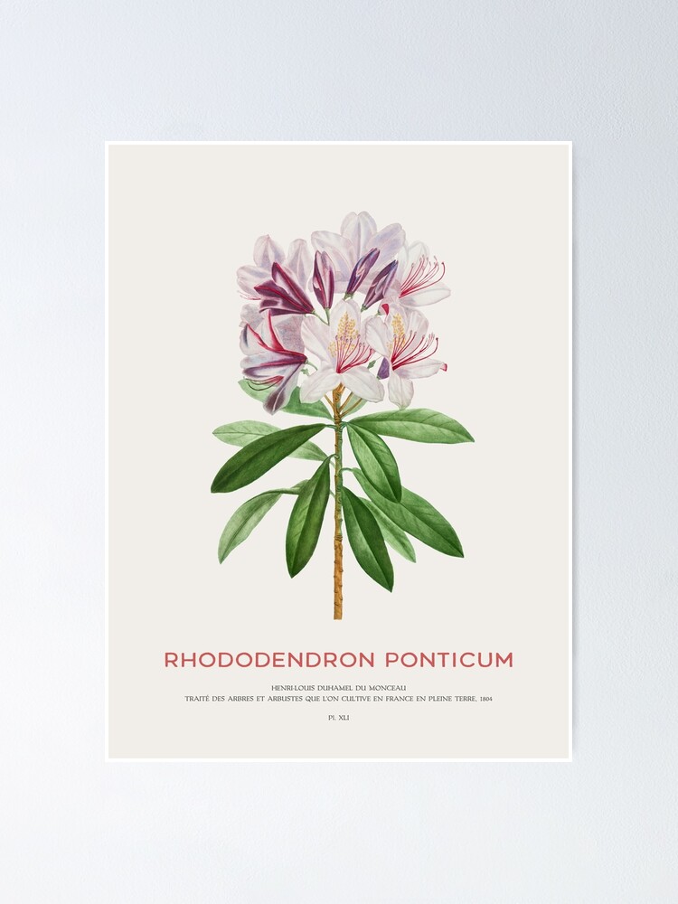 "Pontic rhododendron or Rhododendron Ponticum" Poster for Sale by ...