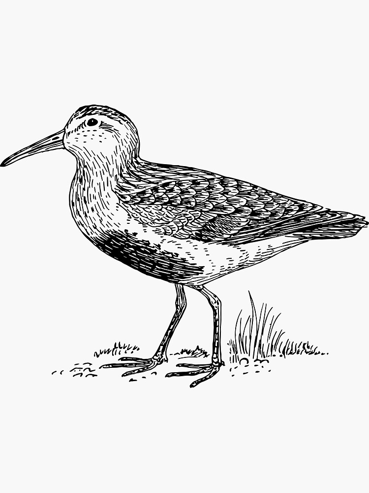 "Dunlin" Sticker for Sale by Sarah-Leonard | Redbubble