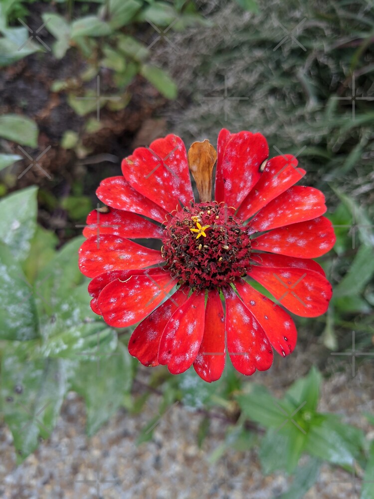 "Zinnia" Sticker for Sale by TheRealDanniX | Redbubble