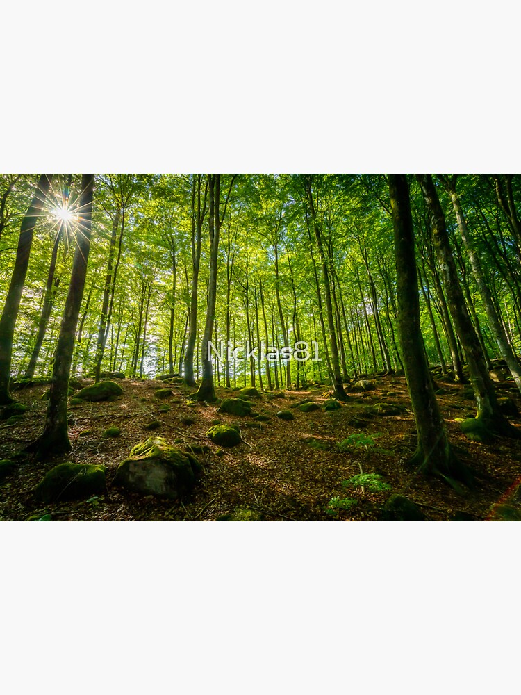 "Beech Tree Forest In Sunlight" Sticker for Sale by Nicklas81 | Redbubble