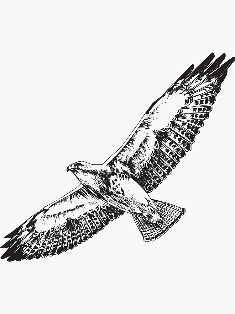 "Swainson's Hawk Flying" Sticker for Sale by Sarah-Leonard | Redbubble