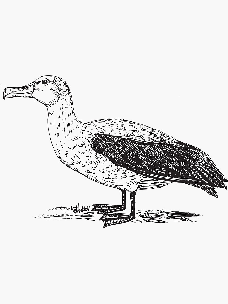 "Albatross" Sticker for Sale by Sarah-Leonard | Redbubble