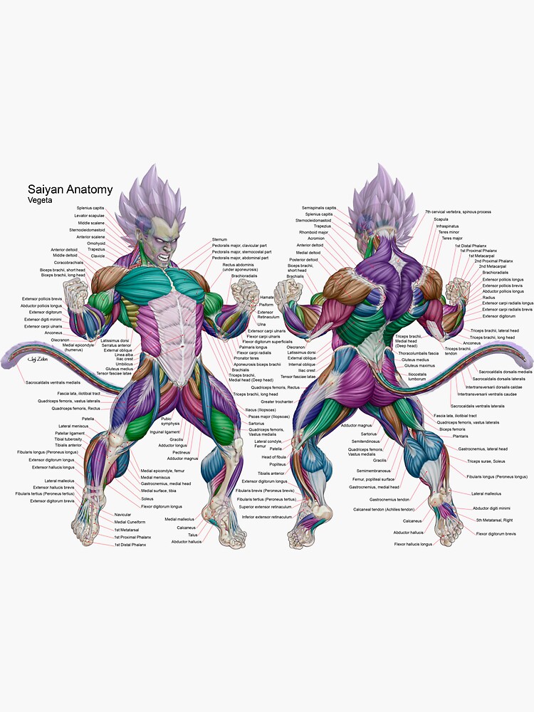 "Saiyan Anatomy - Vegeta - F/B - Colors - Sticker" Sticker for Sale by ...