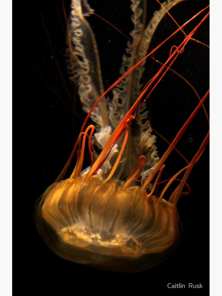 "Jelly" Poster by cait-j | Redbubble