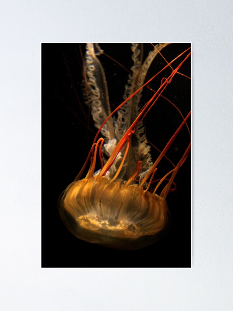 "Jelly" Poster by cait-j | Redbubble