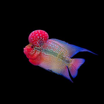 "Flowerhorn Cichlid fish Ocean" Sticker for Sale by GamingMads | Redbubble